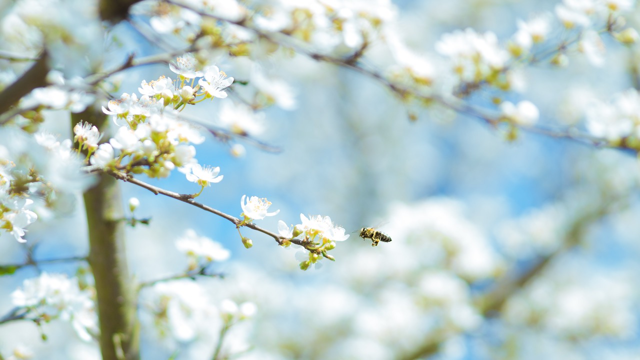 Alla scoperta di Vienna: 3 nuove visite guidate per la primavera 2017 ...